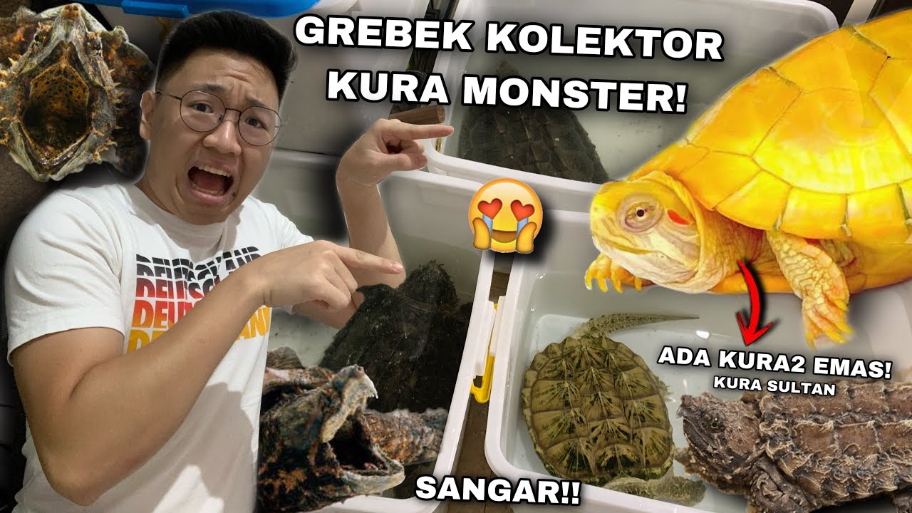 Kura-kura Predator Raksasa Disita?! Di Dalam Penggerebekan Rumah Kolektor!