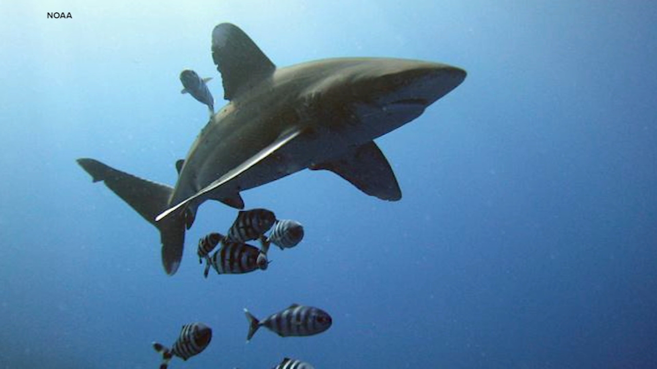 Shark teeth offer clues to preventing extinction of threatened species ...