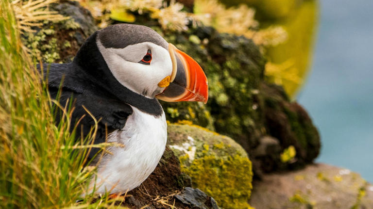 The Best Places To See Wild Puffins Roam (That Aren't Acadia National Park)
