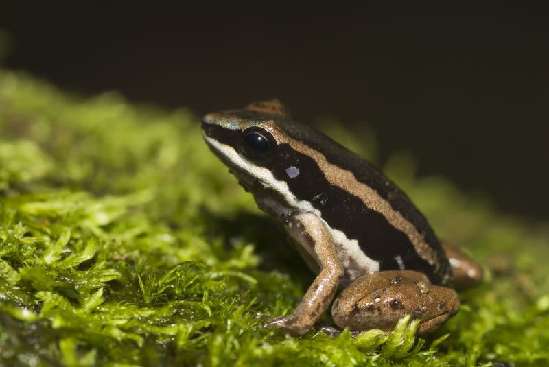 Inside the Aftermath of the 'Frog Apocalypse'