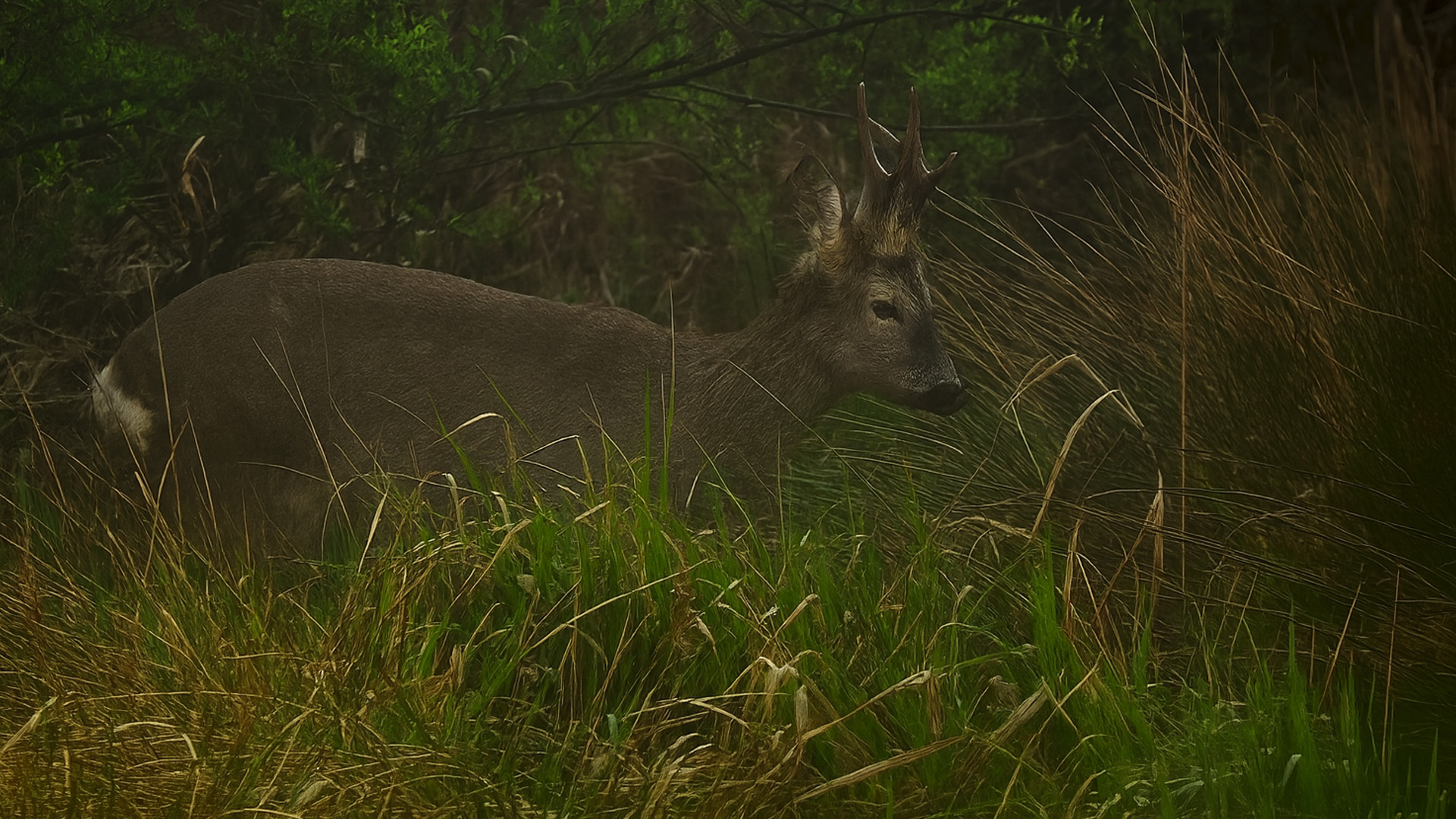 Deer Enjoys Fresh Willow Shoots