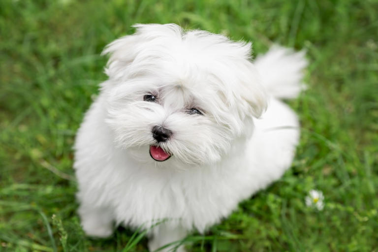 Tiny Maltese Mix Puppy in a Pink Sweater Enjoys Ice Cream Like a Little ...