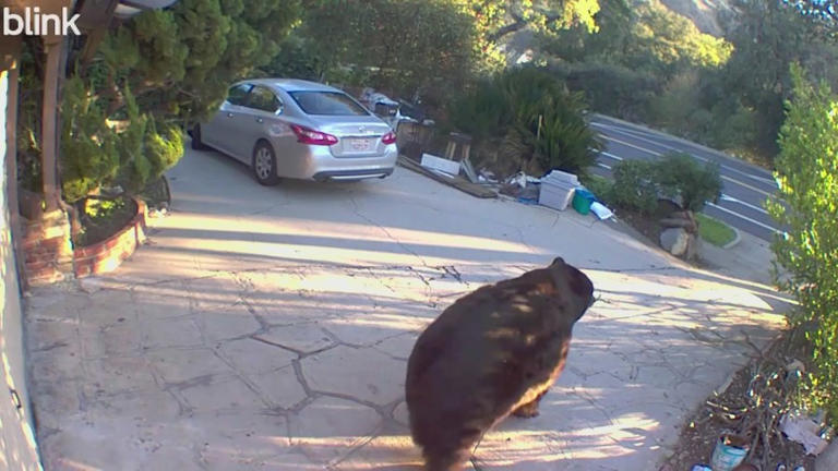 Bear takes up residence under Altadena home, startles homeowner
