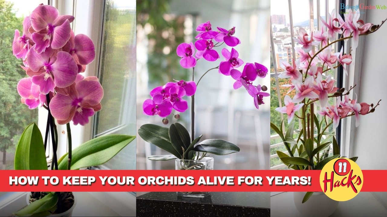 Keep your orchids blooming beautifully with these easy tips