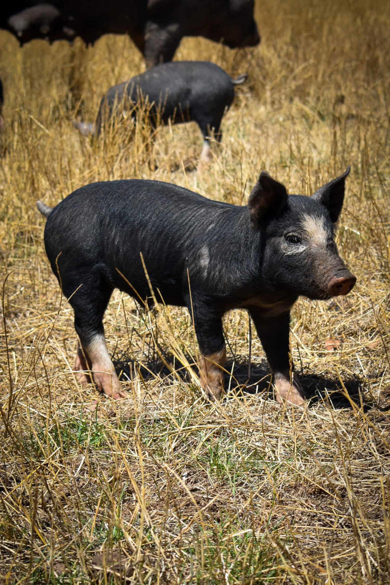 Heritage Breed Pigs: Why Raising Rare Breeds Matters for Biodiversity