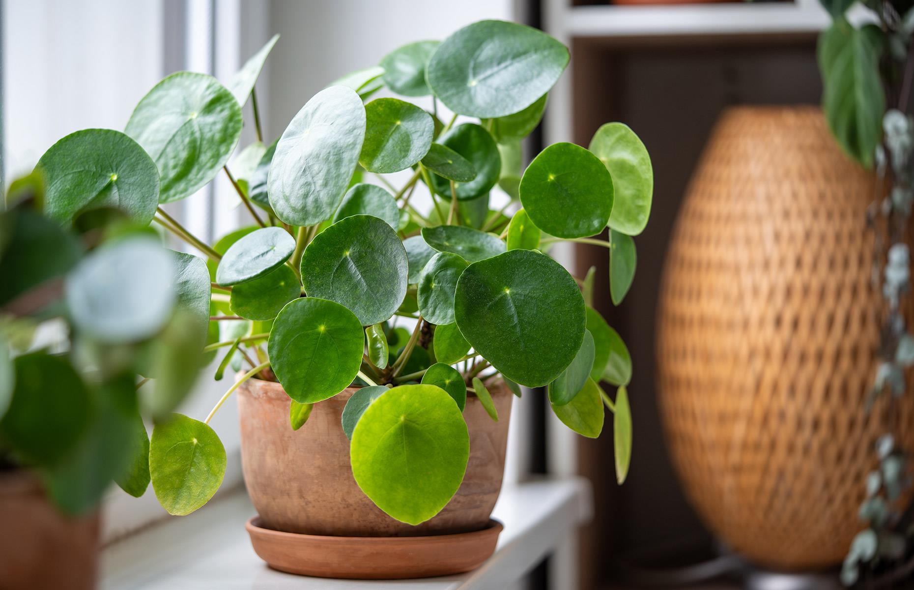 17 hardy indoor plants that are almost impossible to kill