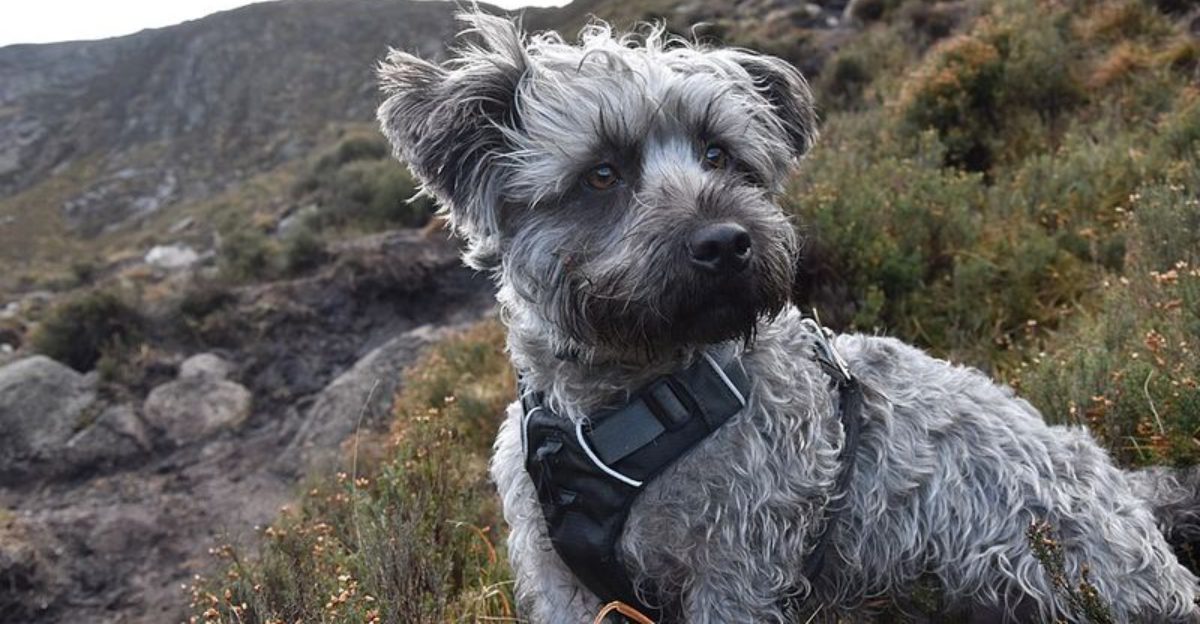 16 Laid-Back Dog Breeds That Would Happily Join You for Every Netflix ...