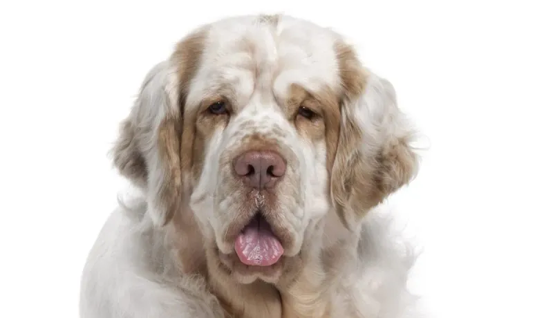 16 Laid-Back Dog Breeds That Would Happily Join You for Every Netflix ...