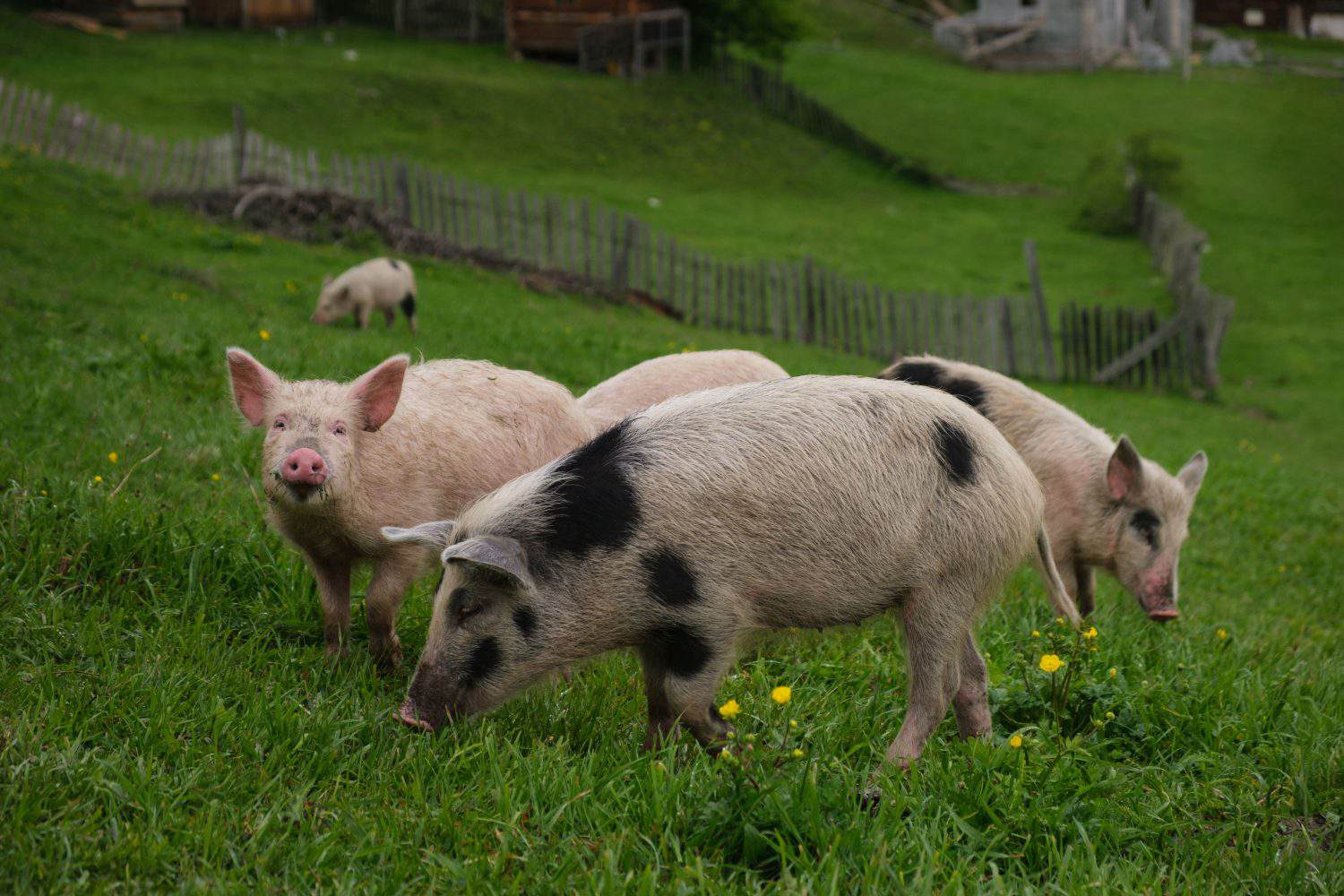 Heritage Breed Pigs: Why Raising Rare Breeds Matters for Biodiversity