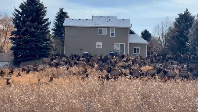 Elk Take Over Colorado Backyard