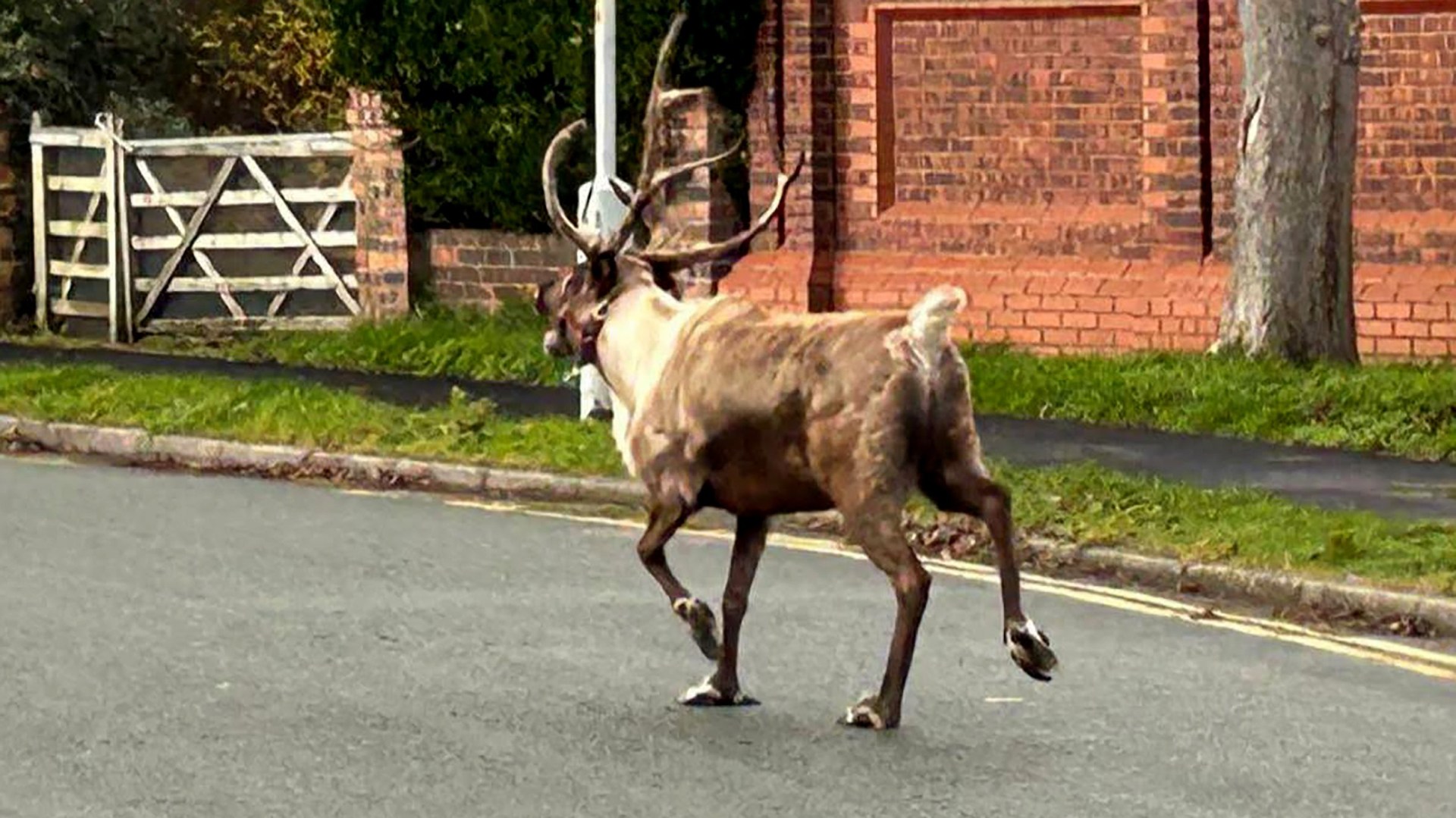 Reindeer escapes from Formby Christmas parade