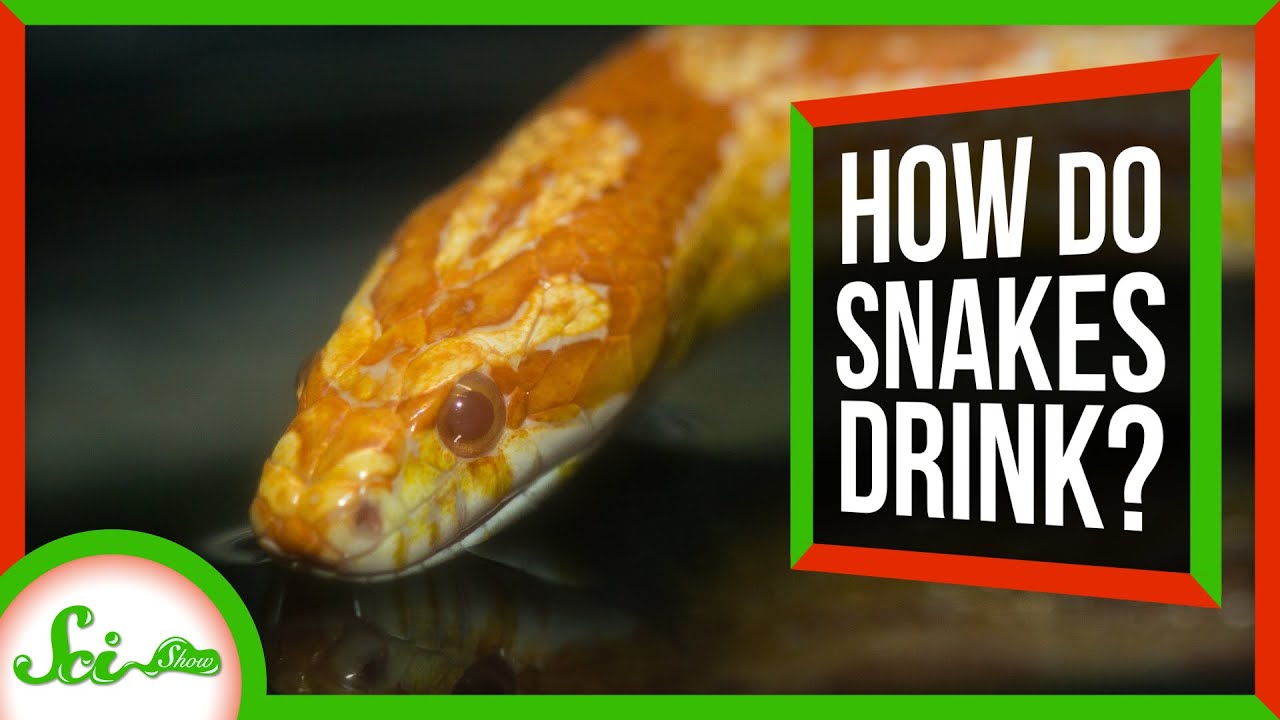 Snakes Drink Weird