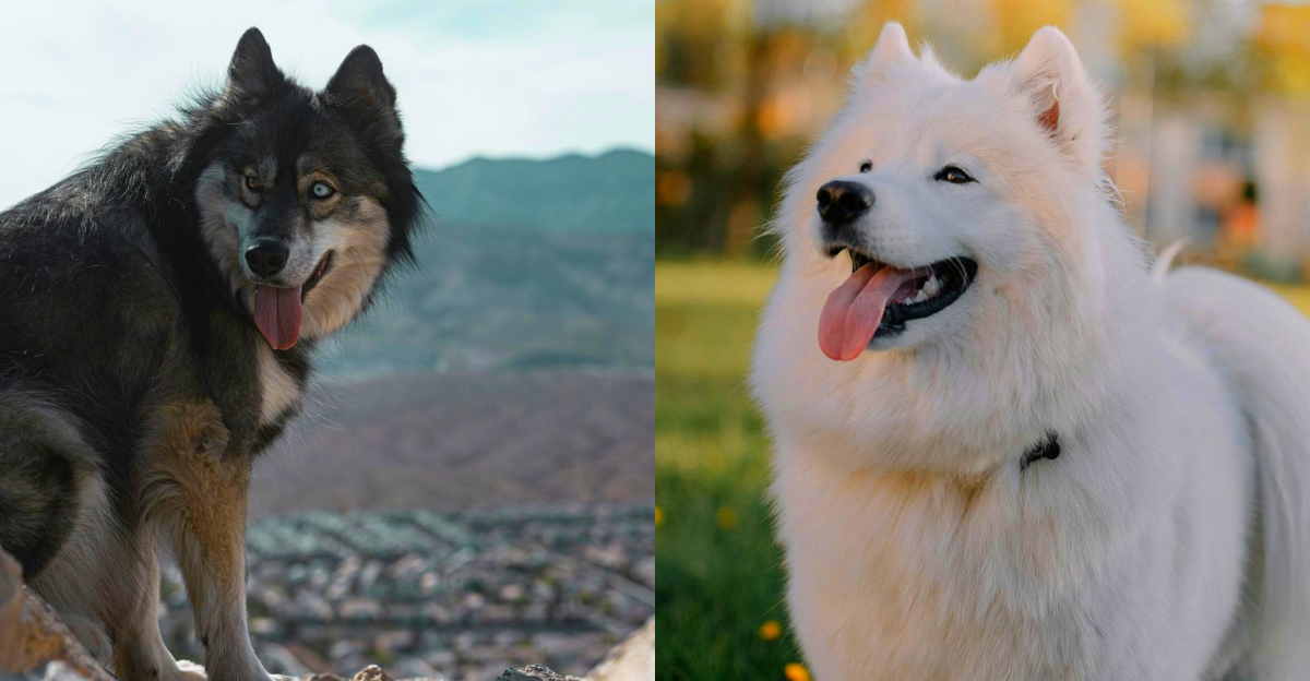If You Like Huskies, You’ll Love These 13 Dog Breeds