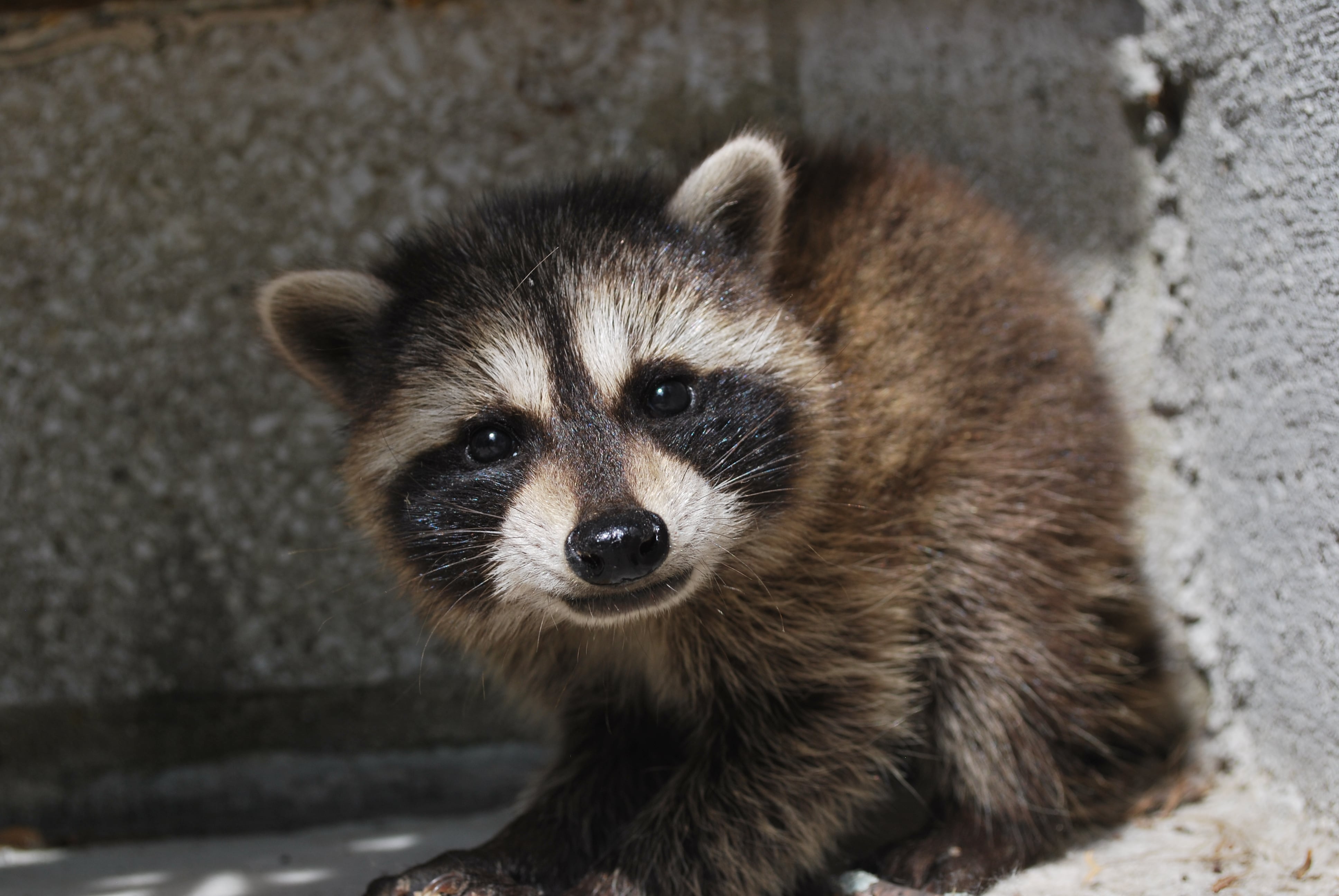 Raccoon tests positive for rabies after Georgia dog attack in metro Atlanta