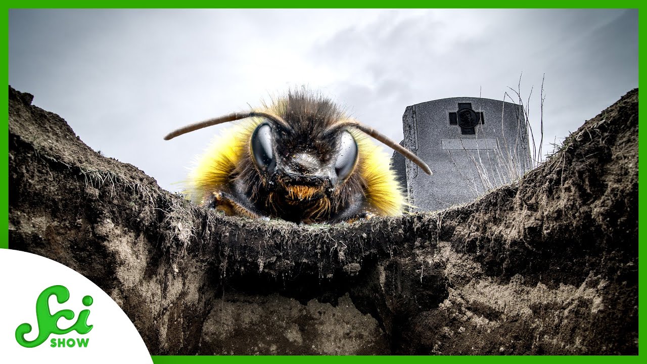 The bees that eat corpses