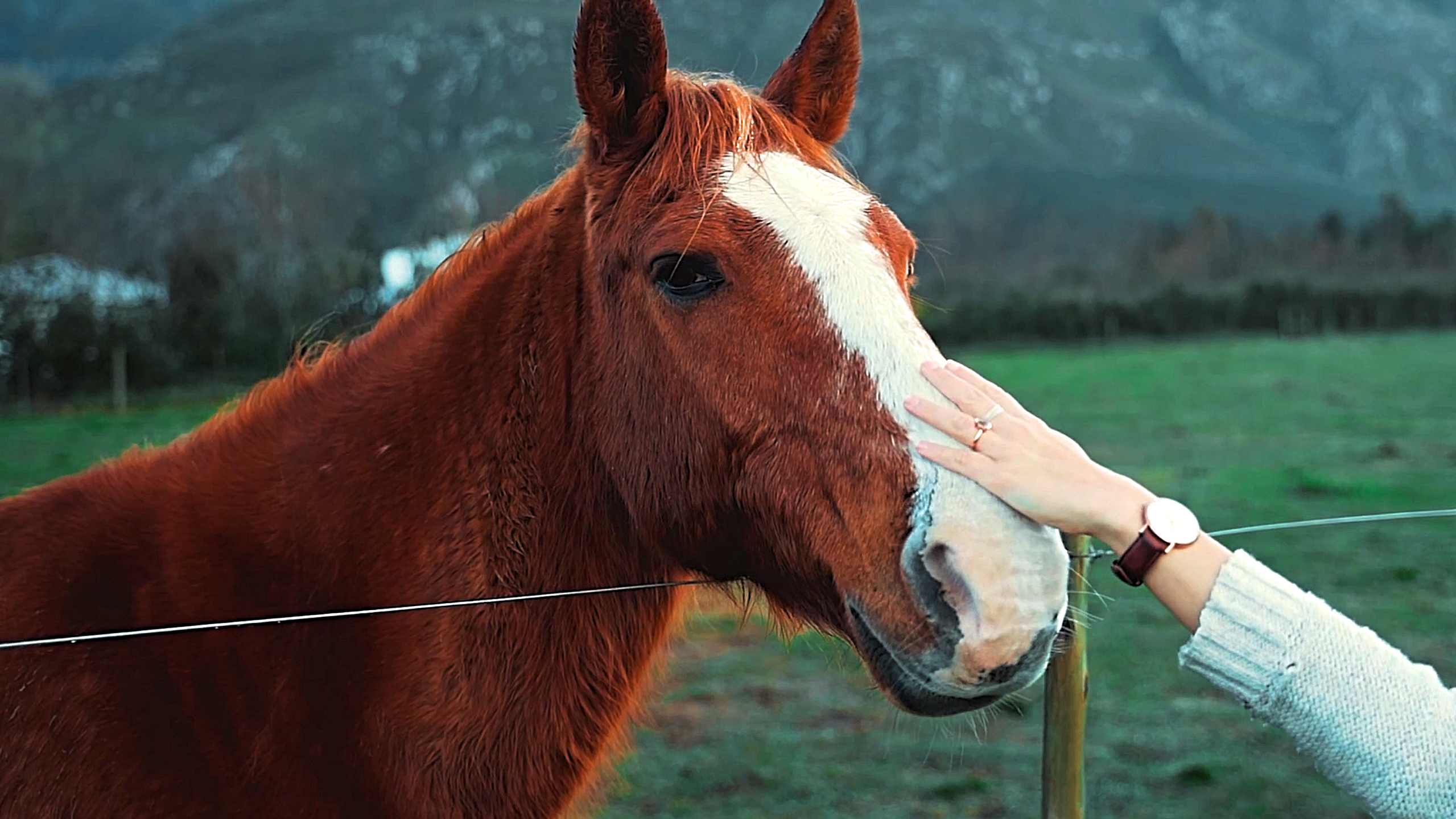 This Is How a Horse Reacts When a Woman Shows It Affection