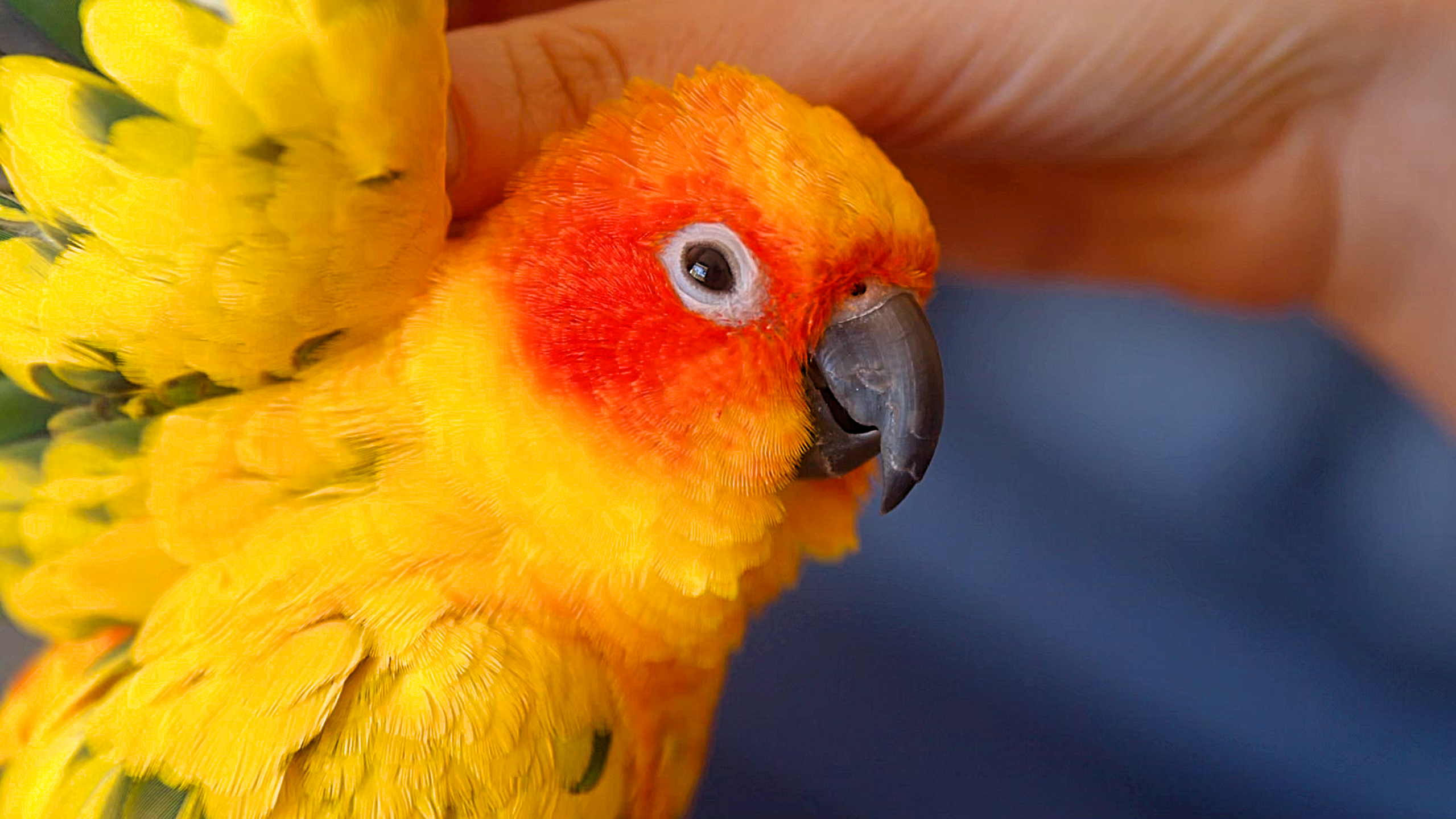 I Tried to Give My Parrot a Massage and Spotted a Rare Reaction