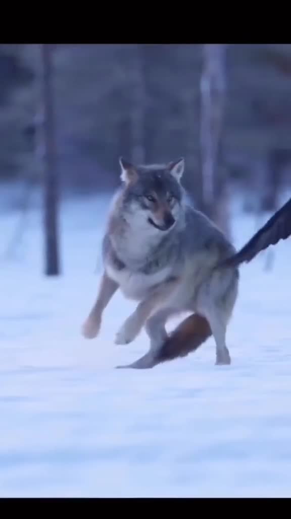 Wild Moments: Wolf and Raven in a Winter Forest Encounter