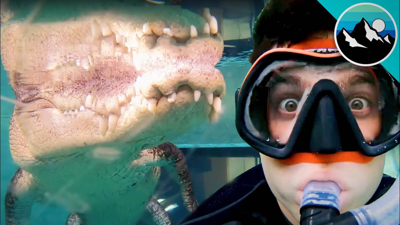 Close encounter with an Australian crocodile