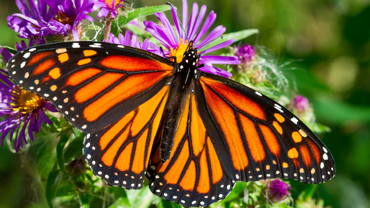 9 Plants That Monarch Butterflies Love