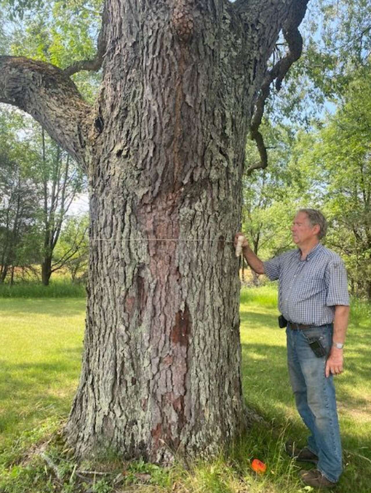 ReLeaf Michigan names black cherry largest tree in Manistee County
