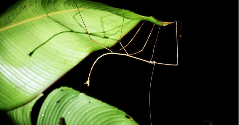 The Fascinating Way Stick Bugs Replace Their Exoskeleton