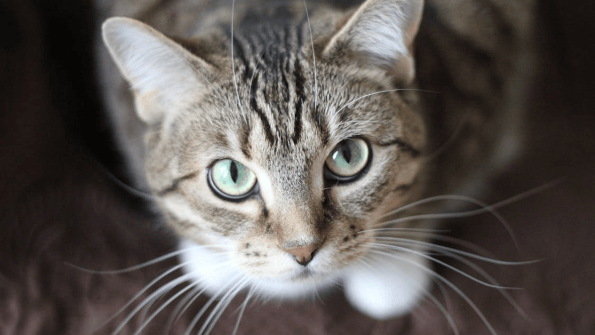 Así te dice un gato que está por decirte adiós para siempre (porque ...