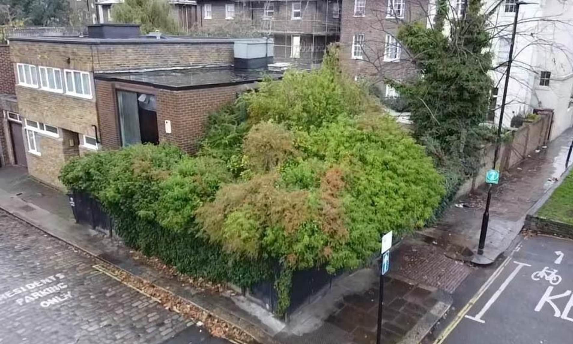 London mews house swallowed by hedge is listed for nearly £1M... (but ...