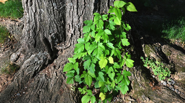 Poison Ivy Goes Incognito In Winter—here's How To Spot It Without The ...