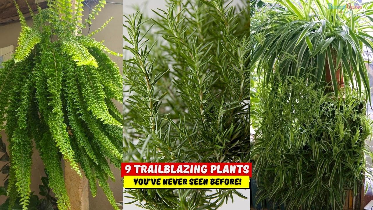 Bring nature indoors with these charming trailing plants