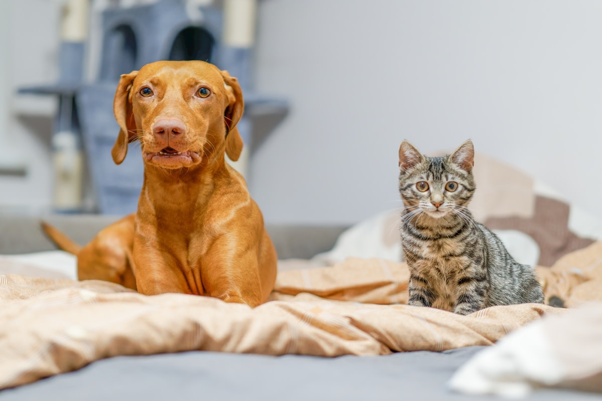 'Unbothered' Cat Happily Accepts Job as Vizsla Sister's Pillow in Cute Clip