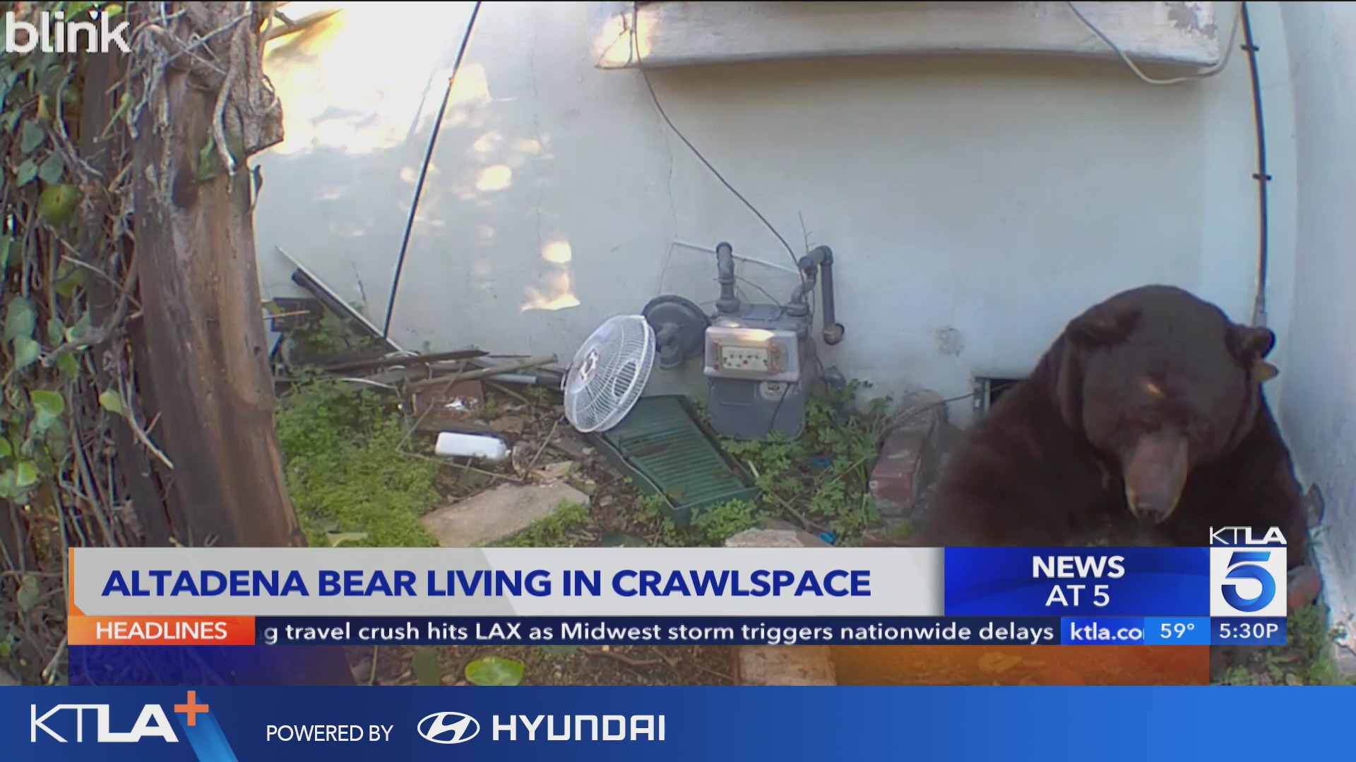 Bear takes up residence under Altadena home, startles homeowner