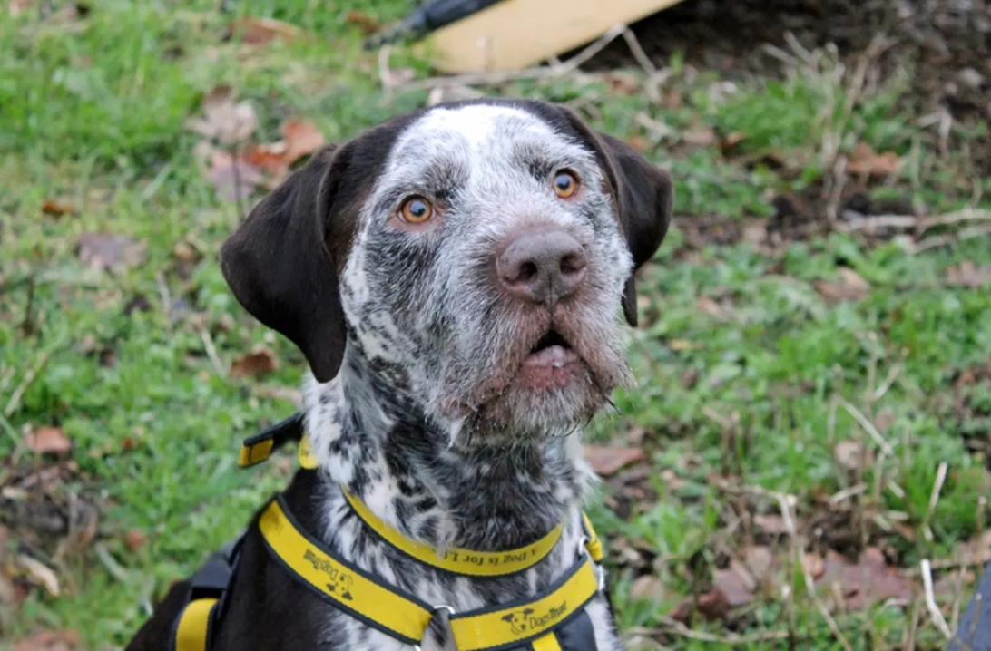 19 charming dogs and puppies at Dogs Trust Merseyside looking for ...