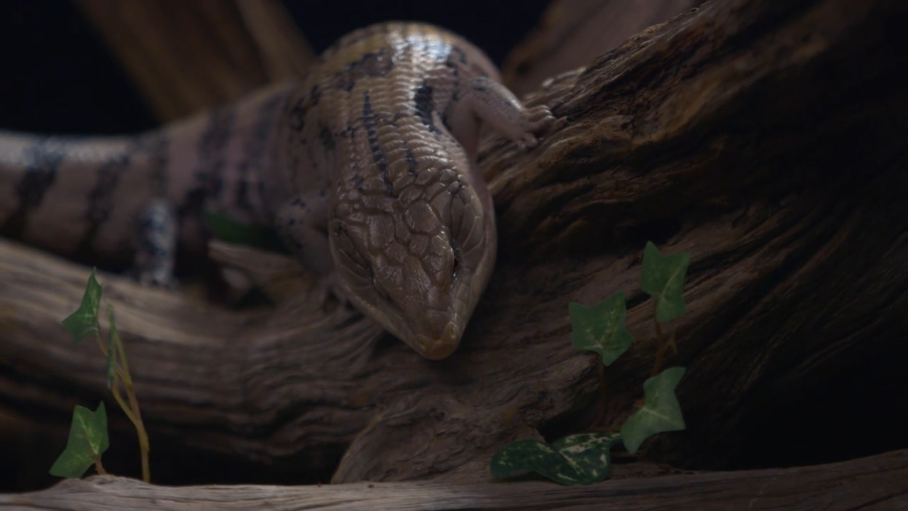 How this blue-tongued reptile dominates its territory without venom