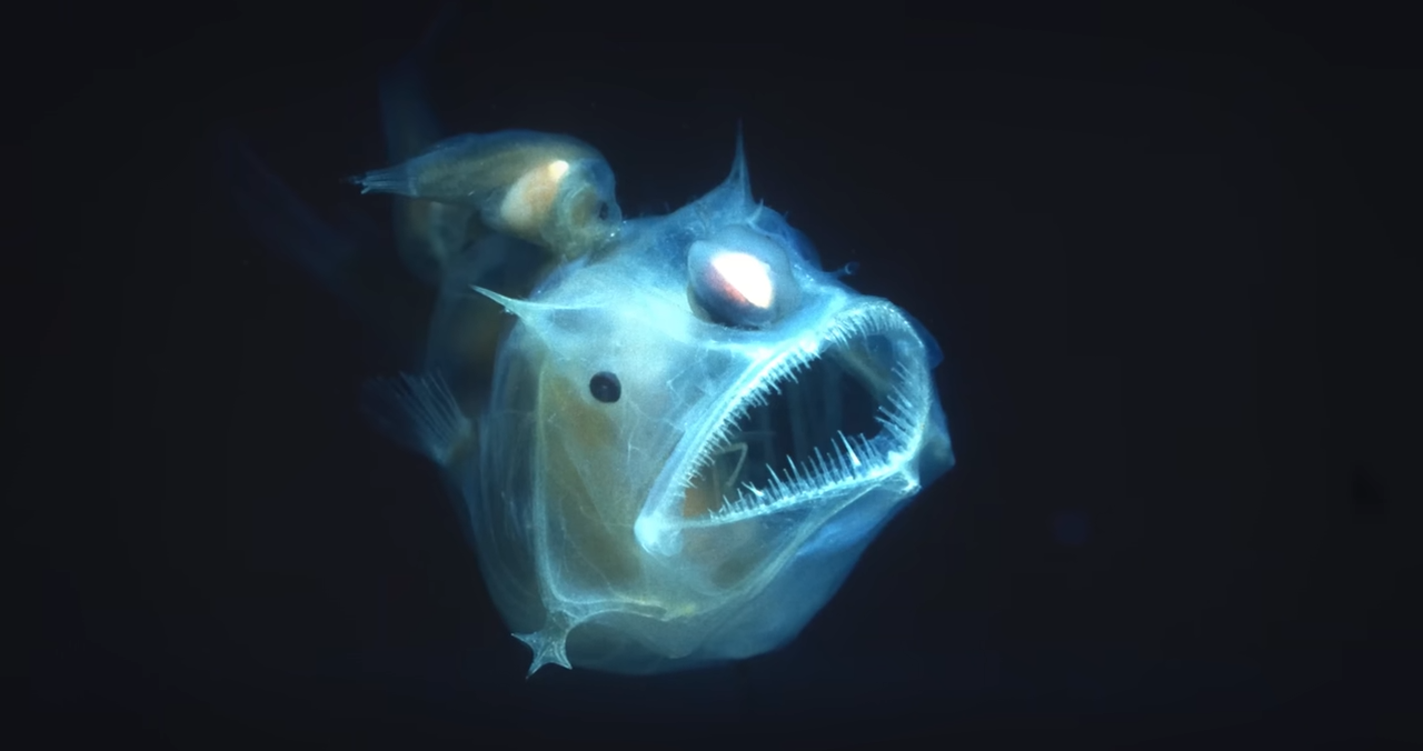 The alien-like monster lurking in waters we almost never explore