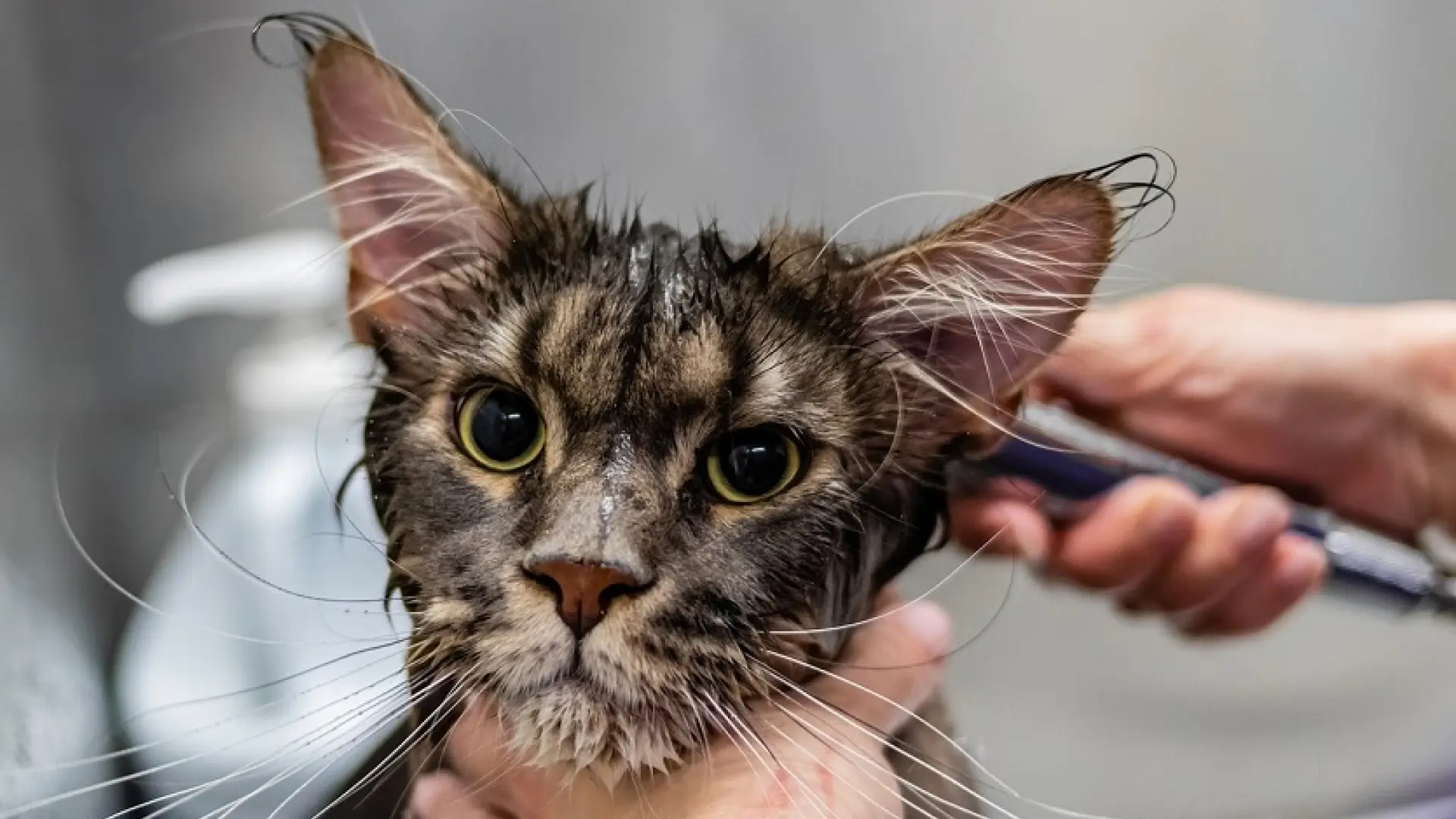 El baño perfecto para tu gato existe (y no tiene por qué ser una batalla)