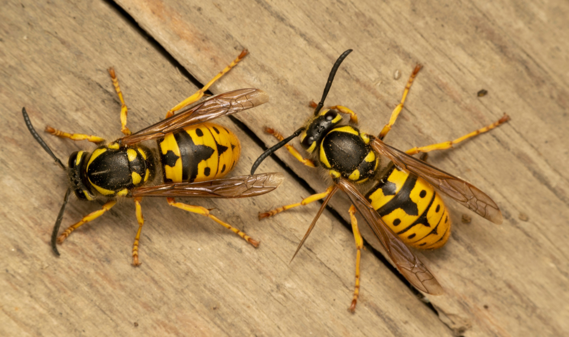 Ces insectes volants qui infligent les piqûres les plus douloureuses