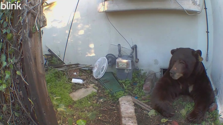 Bear takes up residence under Altadena home, startles homeowner