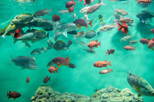 Is Widow Fish Good for an Aquarium?