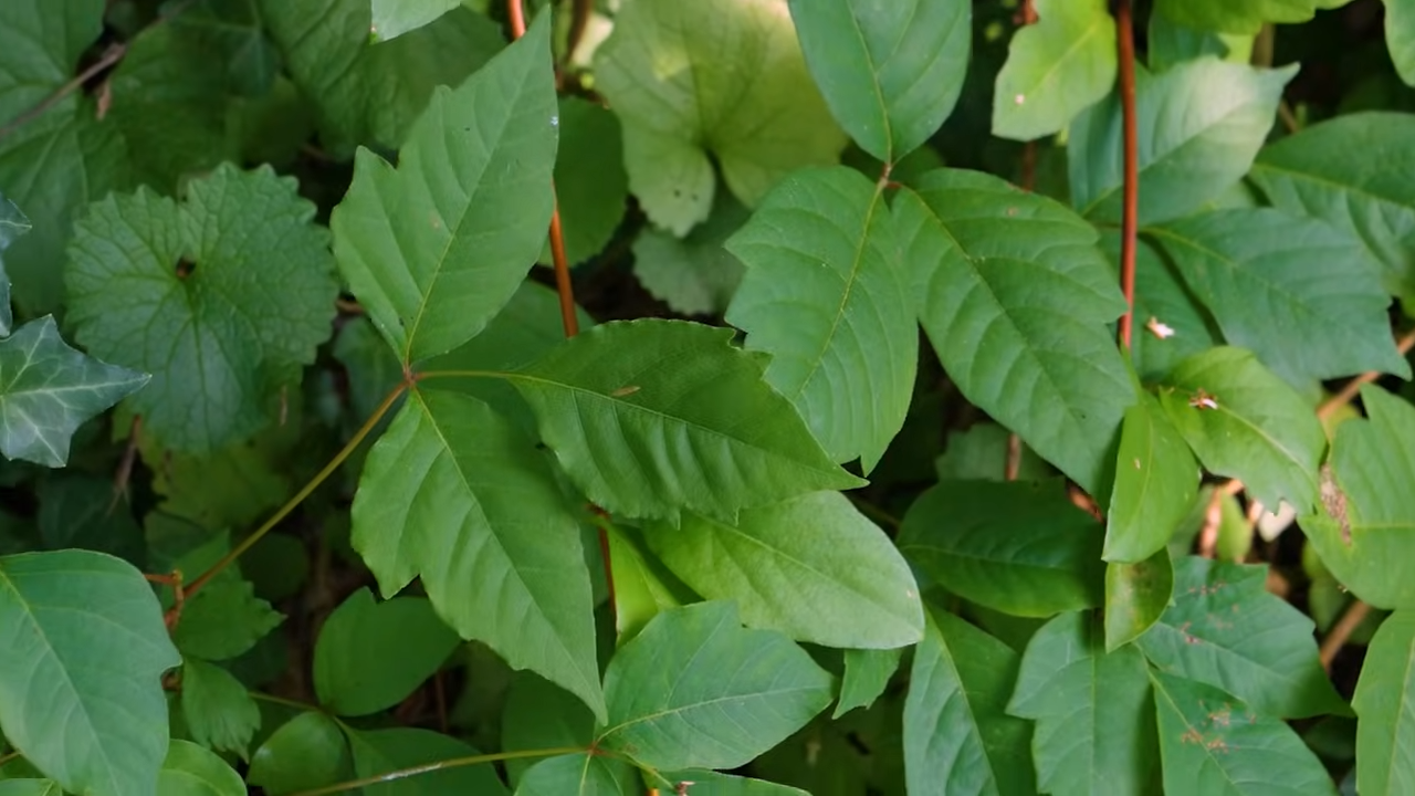 Inside the frightening symptoms triggered when poison ivy is swallowed