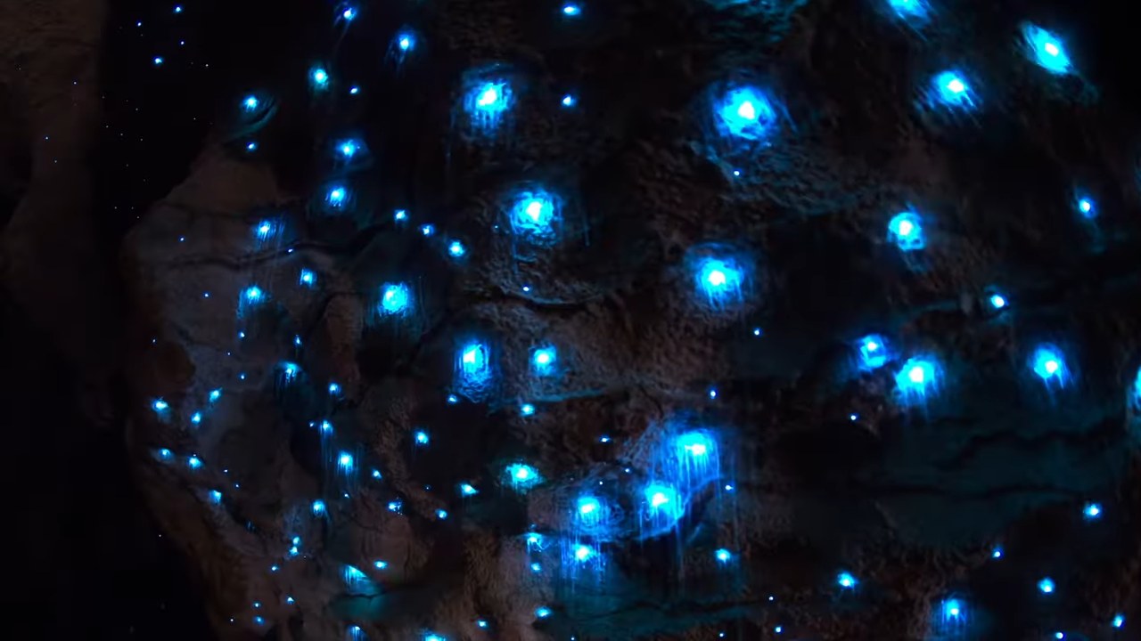 Inside the glowing trap that makes glow worms deadly hunters