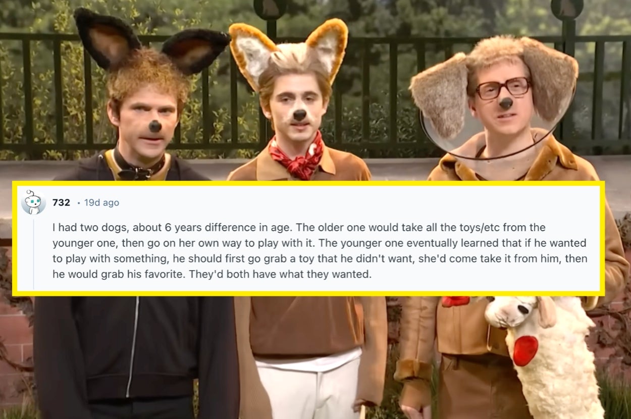 People Are Sharing The Smartest Things They’ve Ever Seen Their Pets Do ...