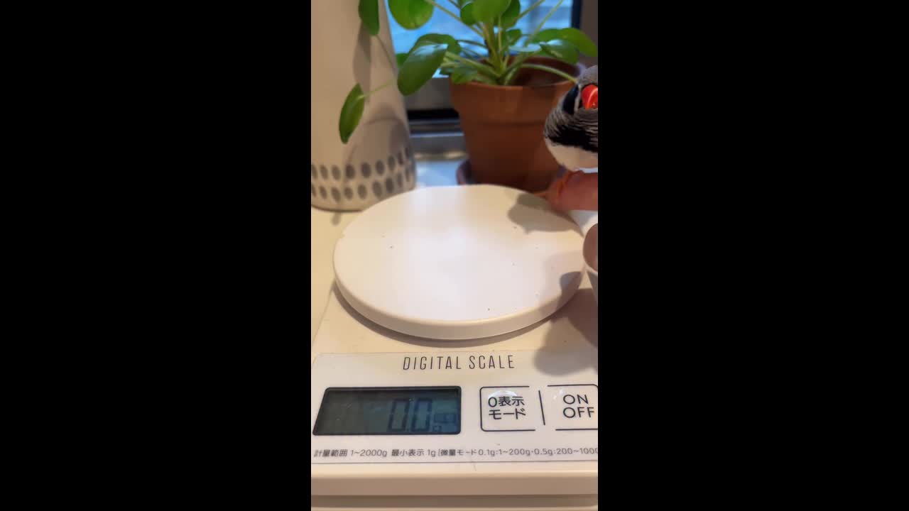 Tiny bird cutely weighed in Tokyo, Japan