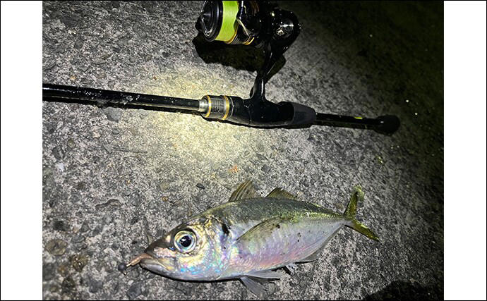 漁港アジング釣行で23cm良型アジを手中【大阪】小型アジ入れ食い＆メバルも顔出し