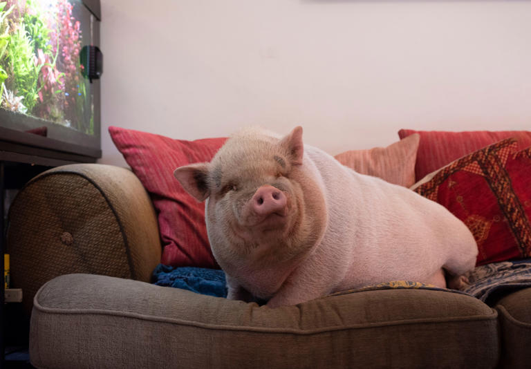 People Are Sharing The Smartest Things They’ve Ever Seen Their Pets Do ...