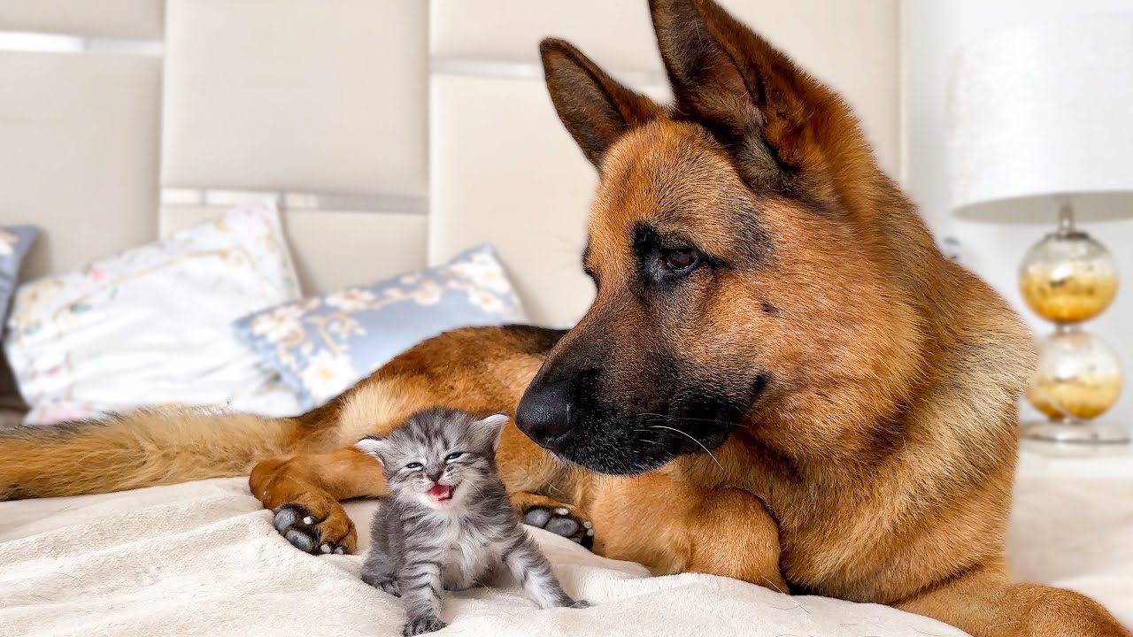 German Shepherd Reacts Excitedly to Tiny Kitten Meowing