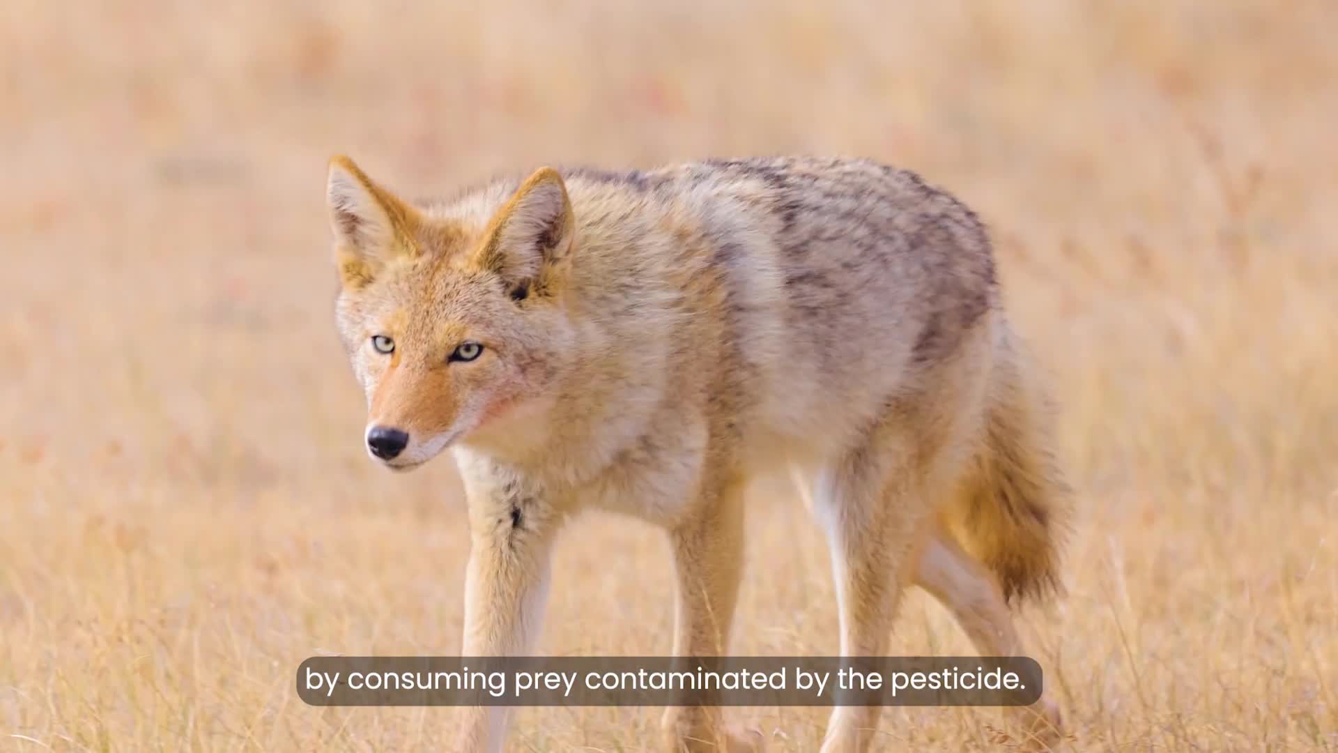 Wild Pigs Turned 'Neon Blue' in California, Triggering Warnings