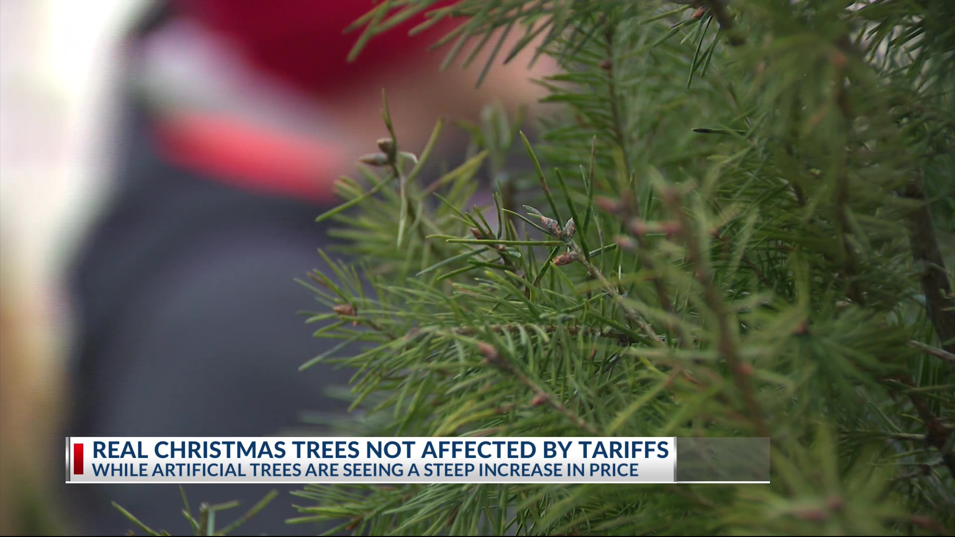 How tariffs are affecting the price of Christmas trees, both real and fake