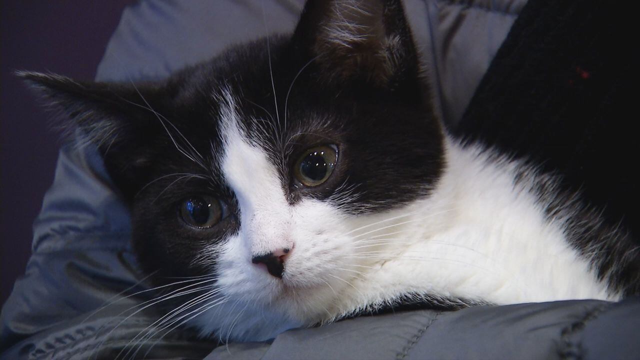 Kitty Corner Social Club celebrates 200th adoption in eight months