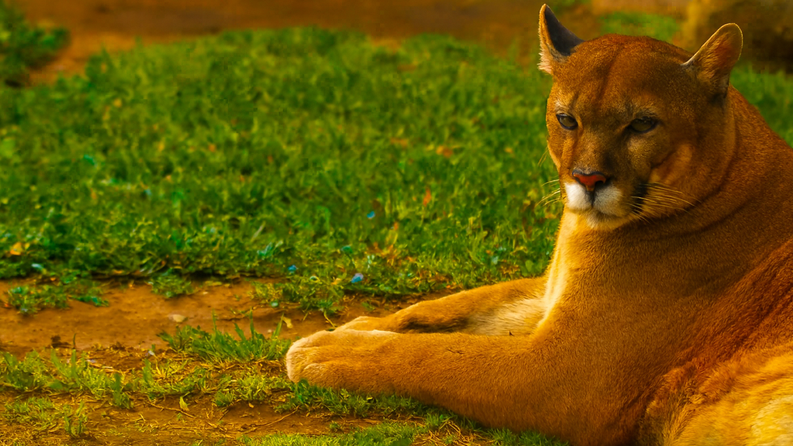 When the Predator Rests